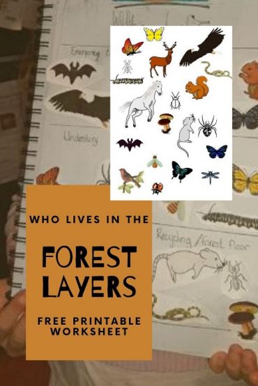 Who Lives In The Forest Layers? Printable Worksheet - Diary of a First ...